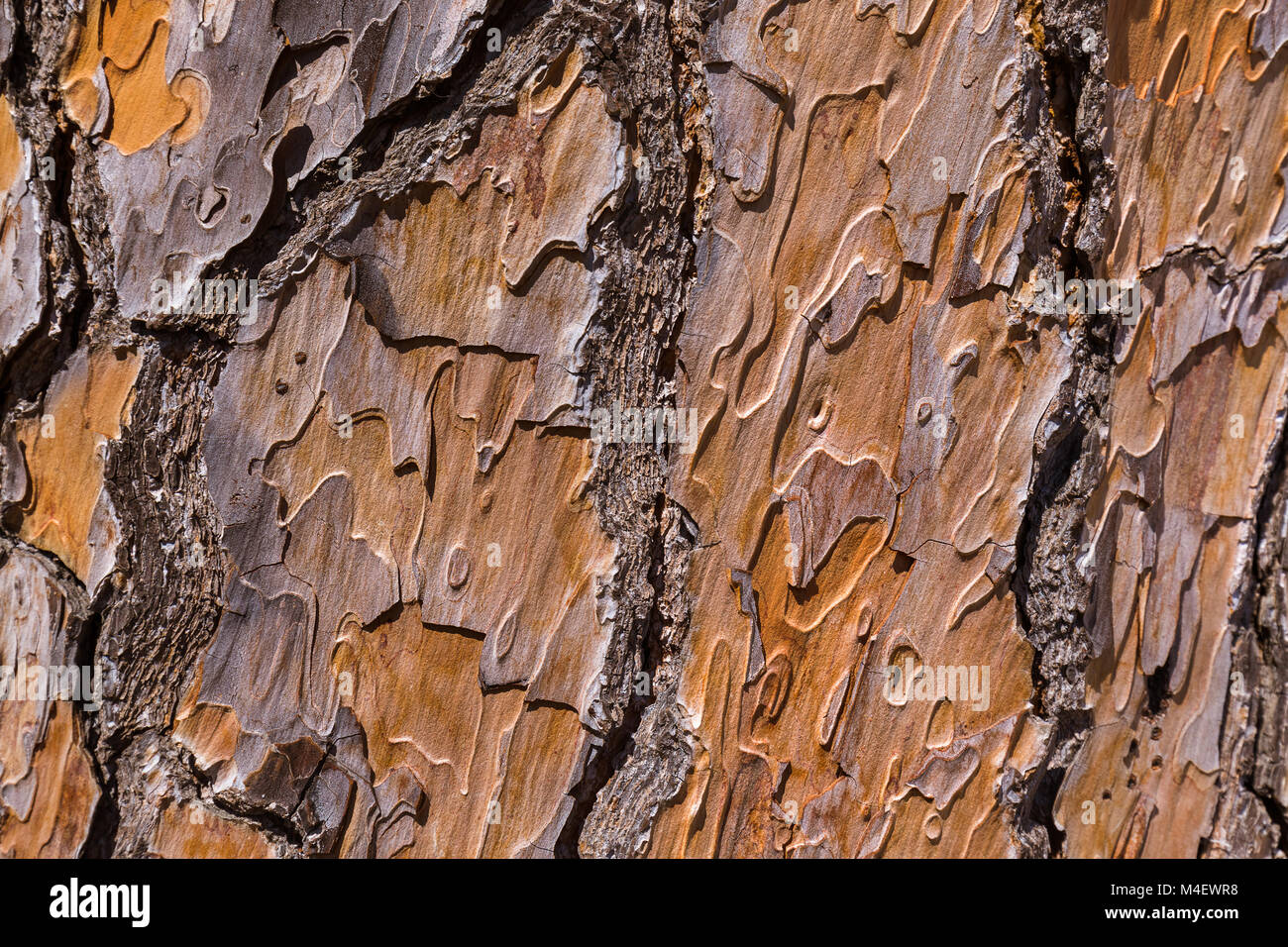 Texture of pine tree bark Stock Photo - Alamy