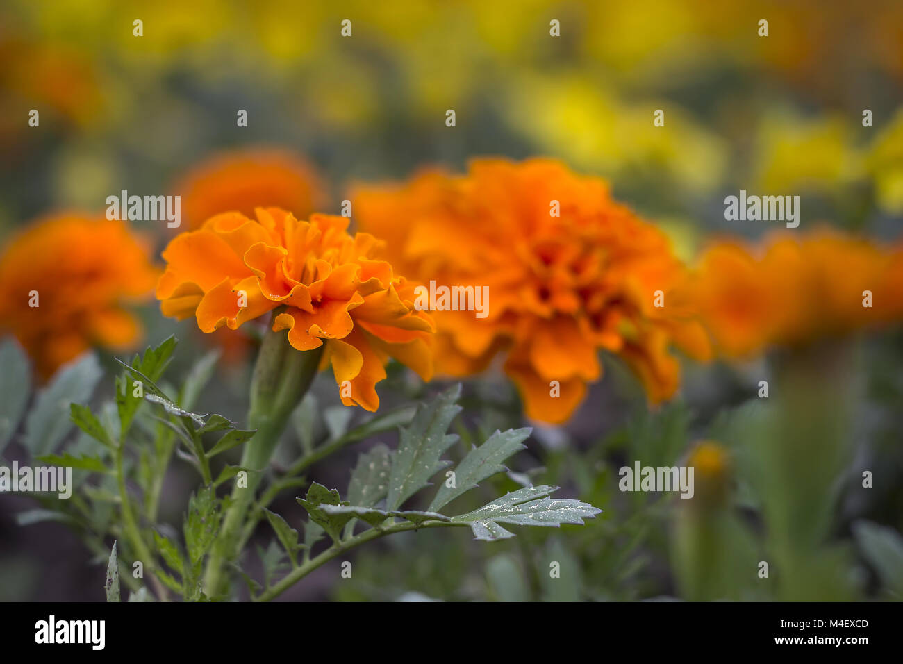 Orange marigold hi-res stock photography and images - Alamy