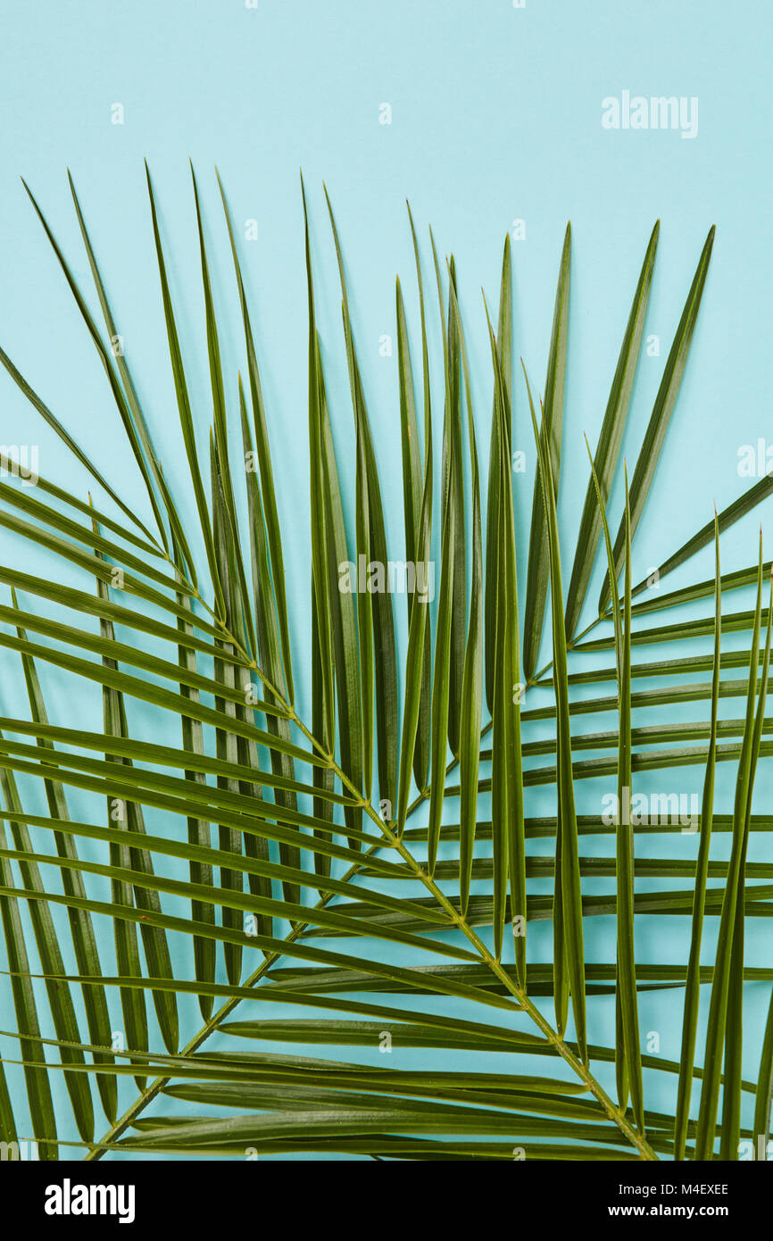 Palm leaves on blue background Stock Photo - Alamy