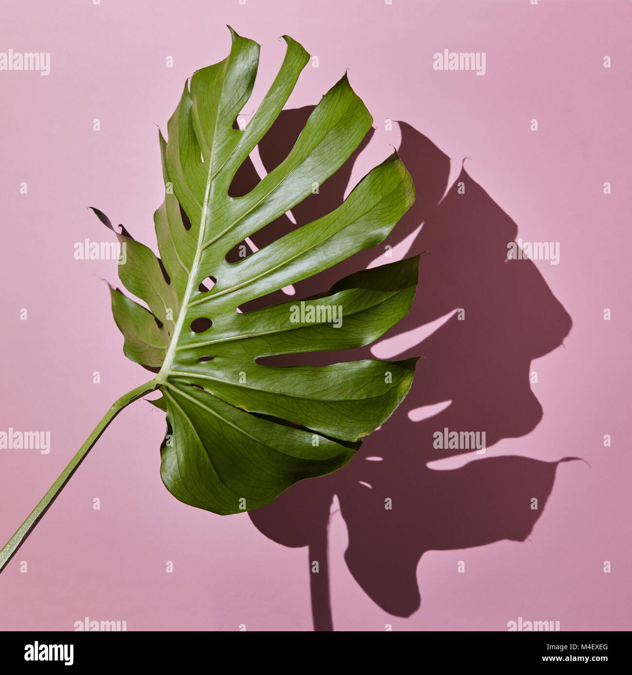 Palm leaves isolated Stock Photo - Alamy