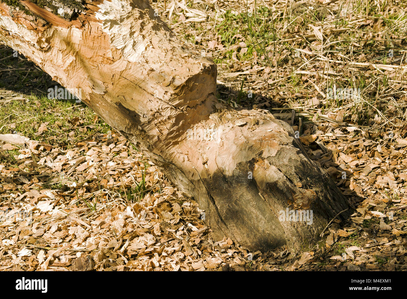 Castor fiber cut down trees Stock Photo - Alamy