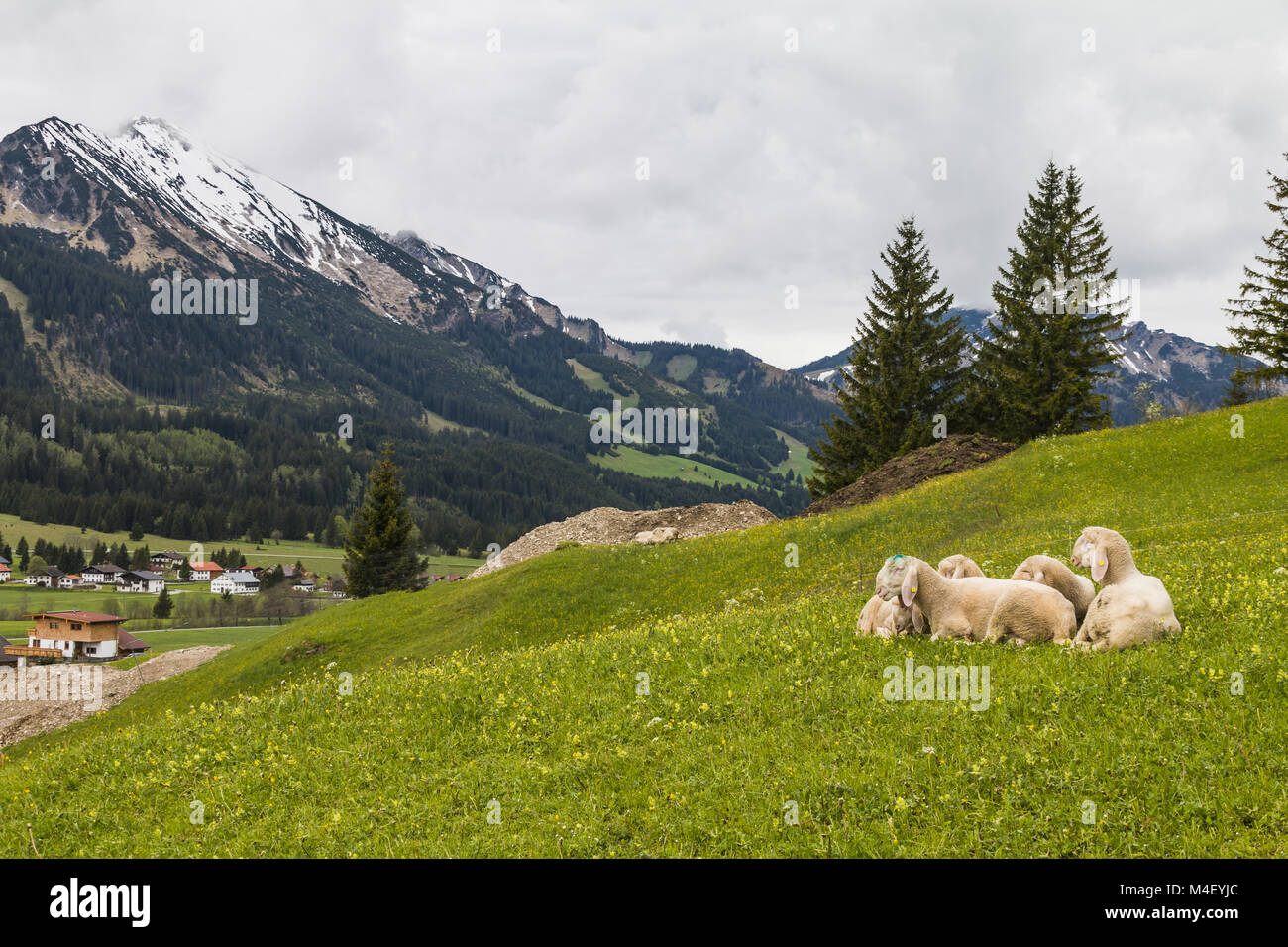 Sheep, quiescent, Tannheimer valley, Tyrol, Austria Stock Photo - Alamy