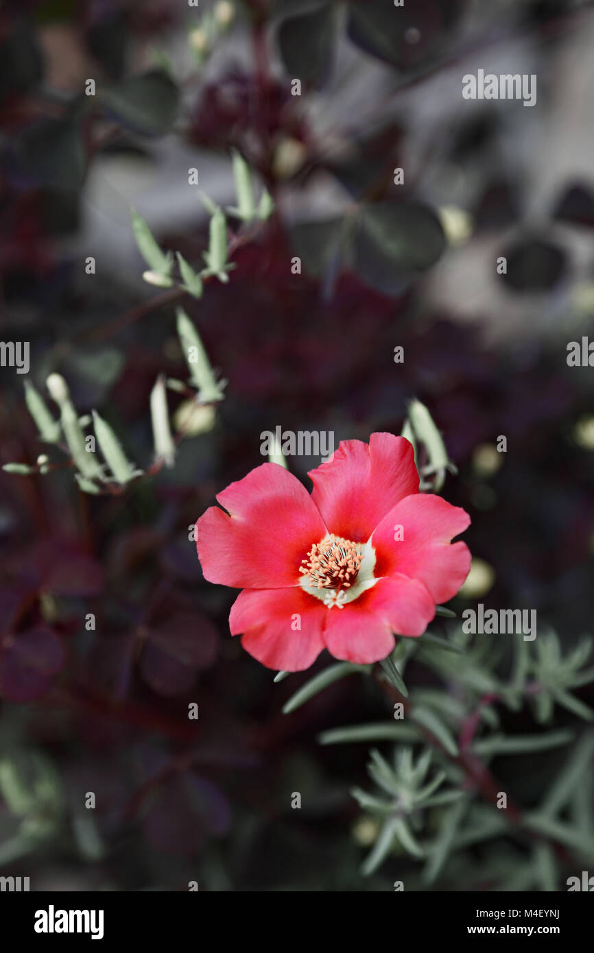 Outdoor red flower hi-res stock photography and images - Alamy