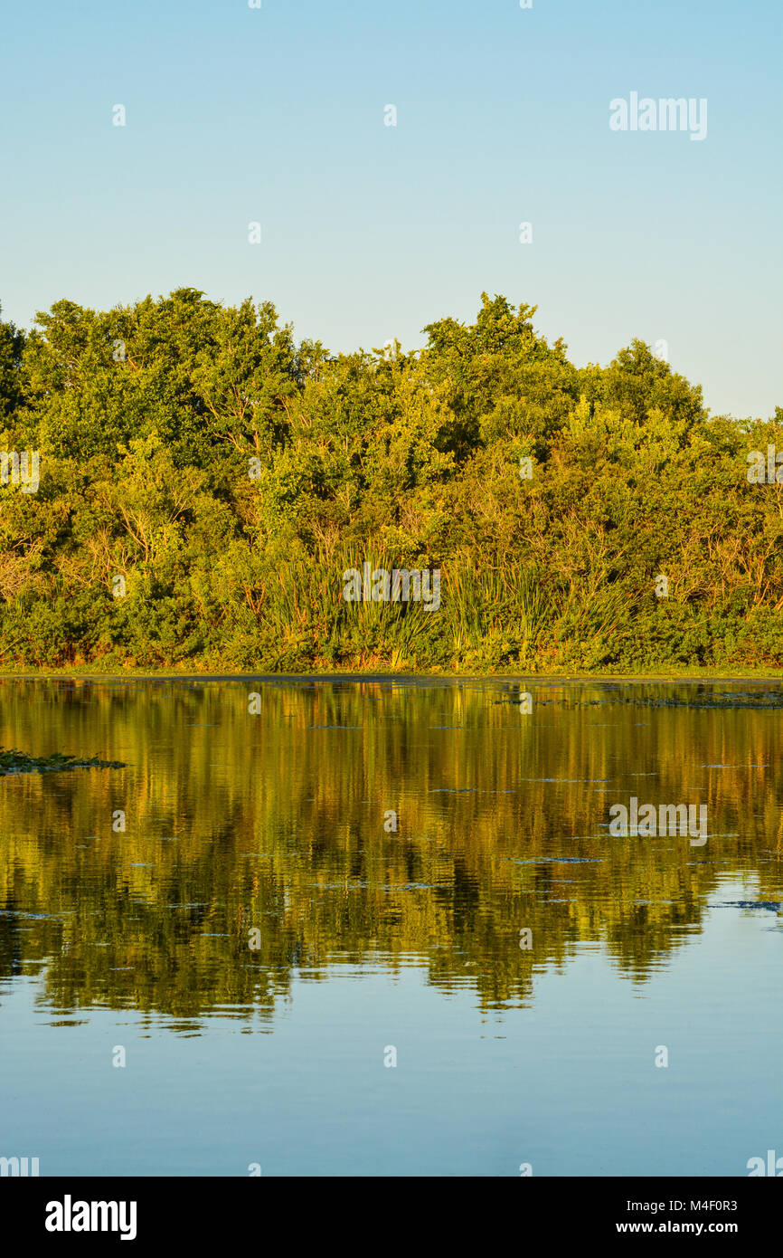 Reflection of the trees Stock Photo - Alamy