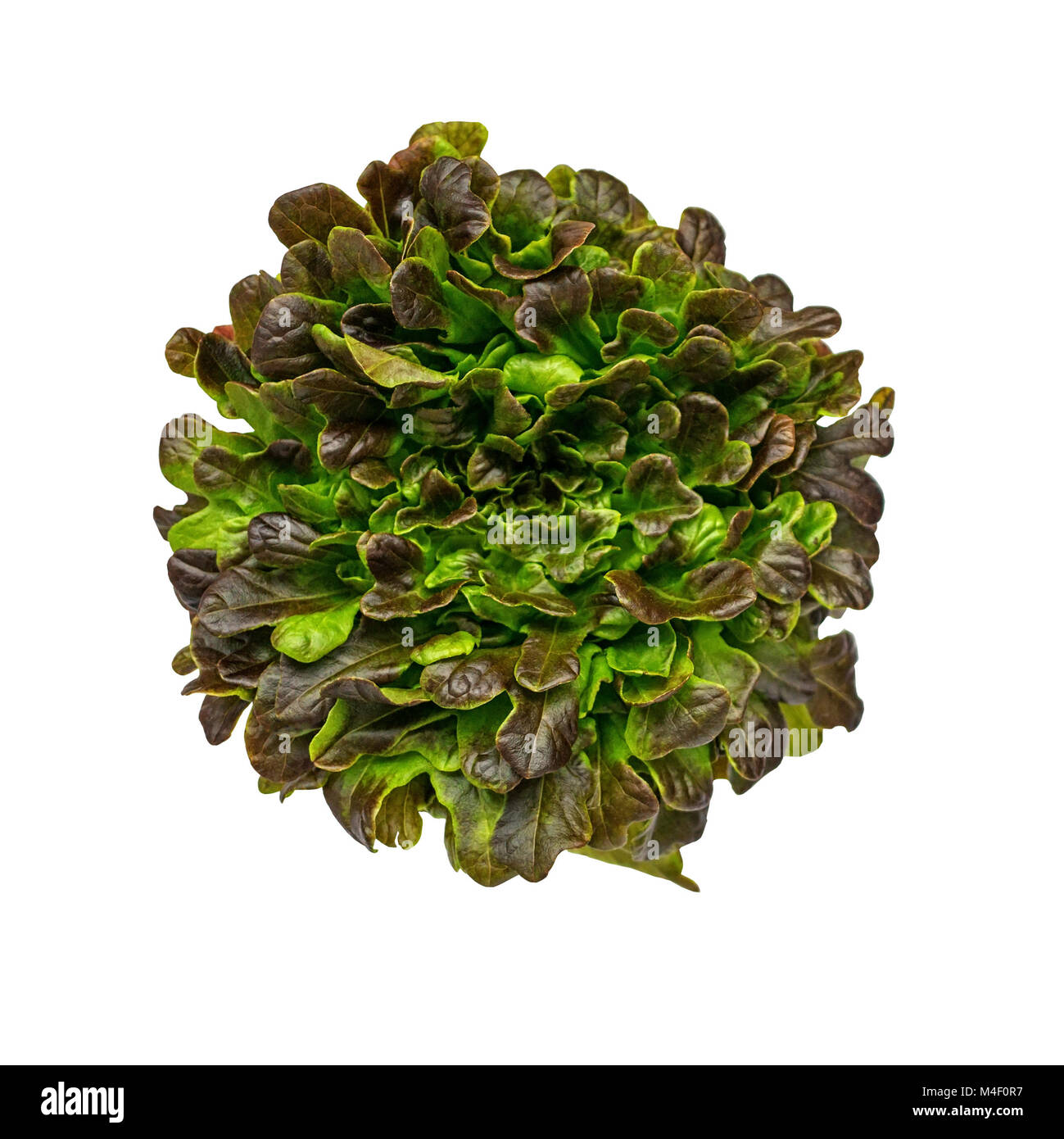 Large number of plants Cut Out Stock Images & Pictures - Alamy