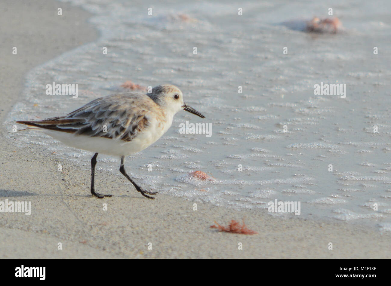 Sanderling (calidris alba Stock Photo - Alamy
