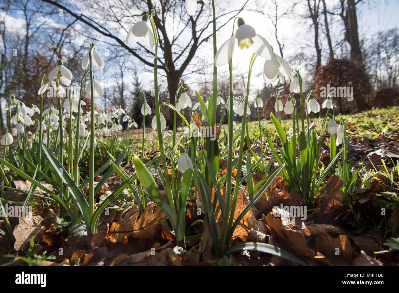 Snowdrops at Hodsock Priory in Blyth, near Worksop in Nottinghamshire ...