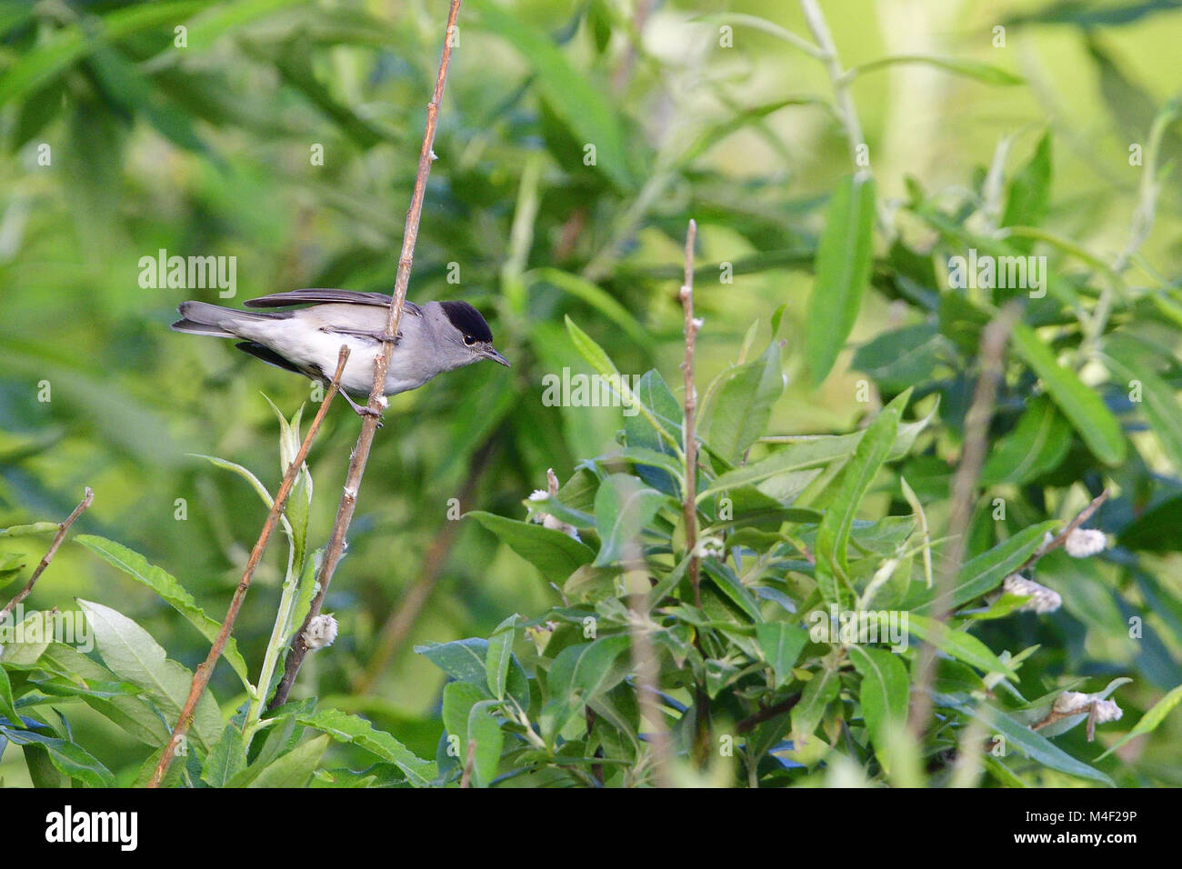 Blackcap Migration High Resolution Stock Photography and Images - Alamy