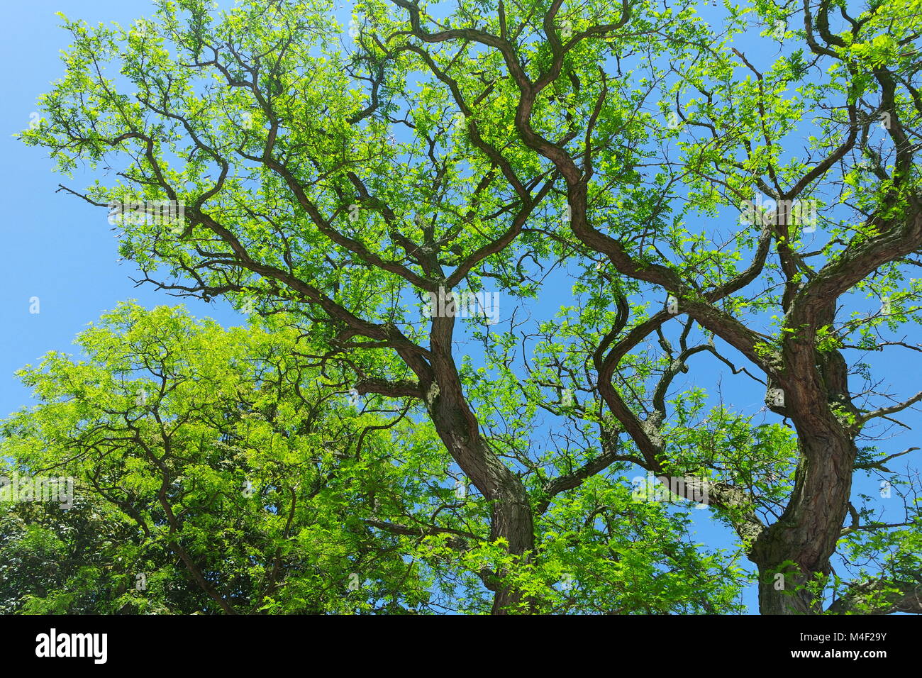 Acacia in the spring Stock Photo - Alamy