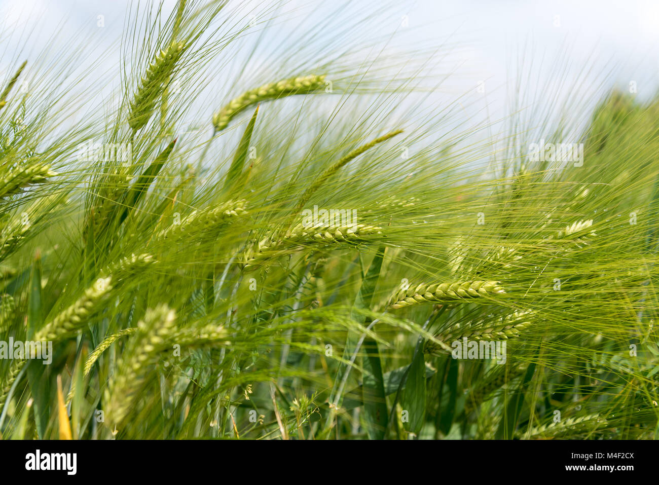 Grain spike hi-res stock photography and images - Alamy