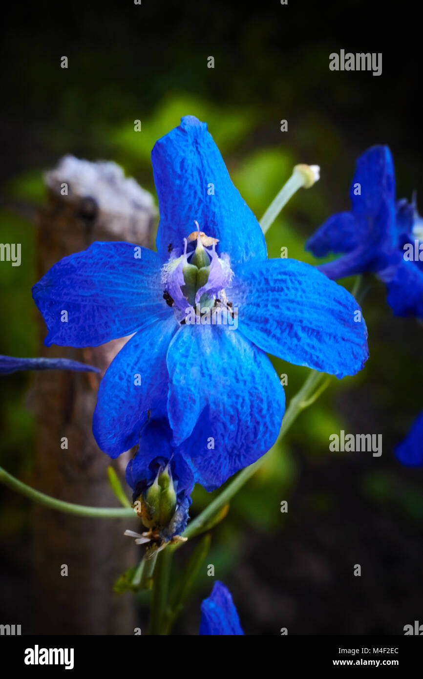 Beautiful blue flover Stock Photo - Alamy
