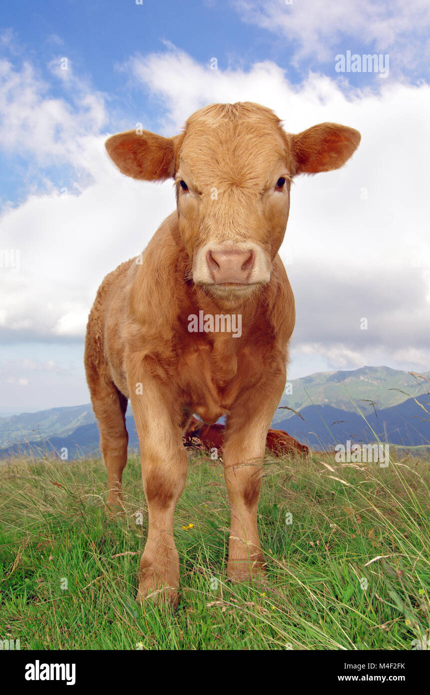 calf staring at the camera with mountains in background Stock Photo - Alamy