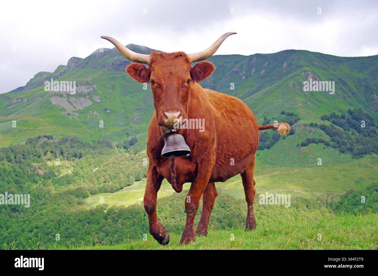 Charging cow with mountains in background Stock Photo - Alamy