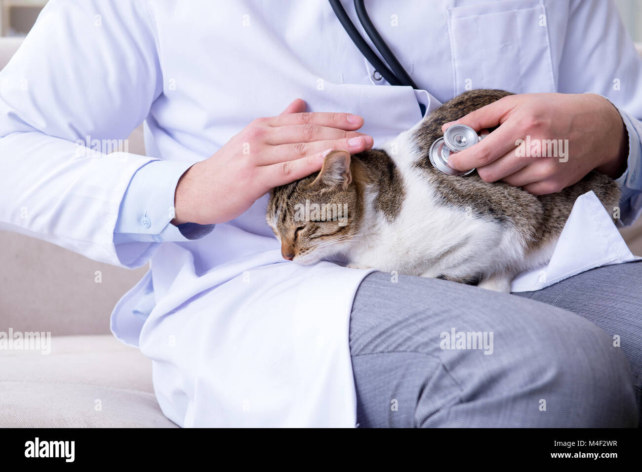 Cat visiting vet for regular check up Stock Photo - Alamy