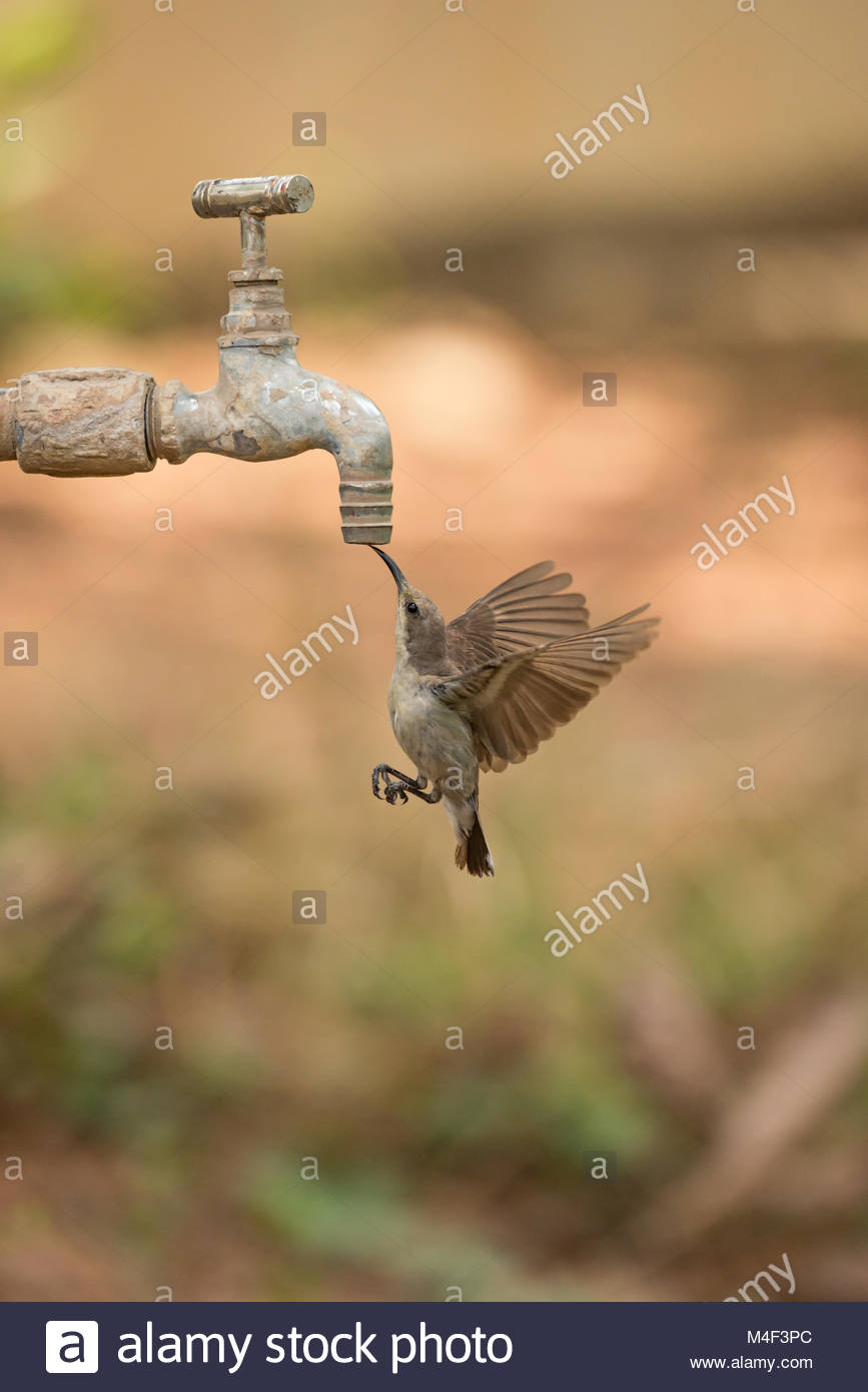 Female Purple Sunbird India Stock Photos & Female Purple Sunbird India ...