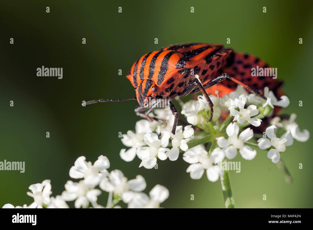 Italian beetle hi-res stock photography and images - Alamy