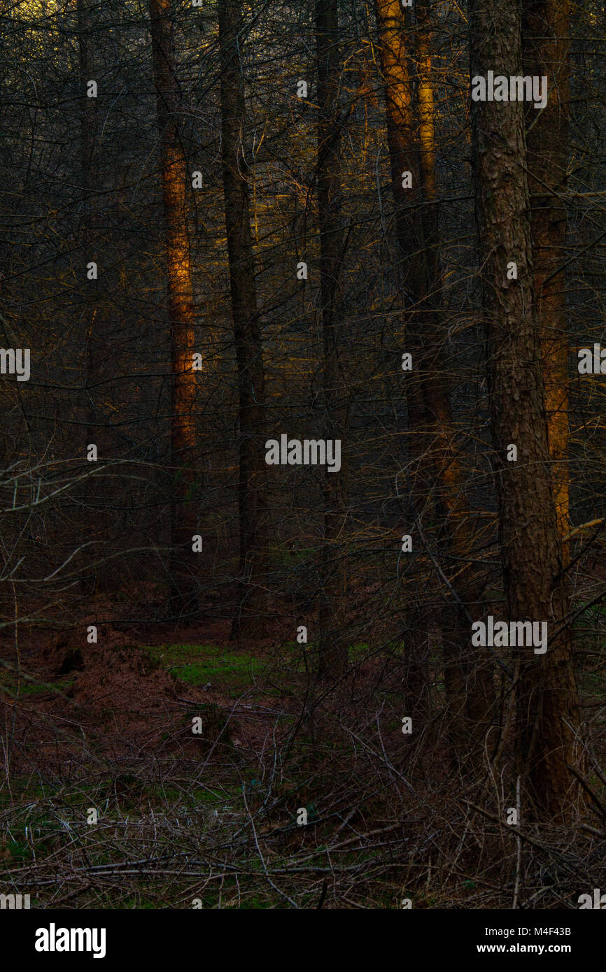 Golden light trees hi-res stock photography and images - Alamy