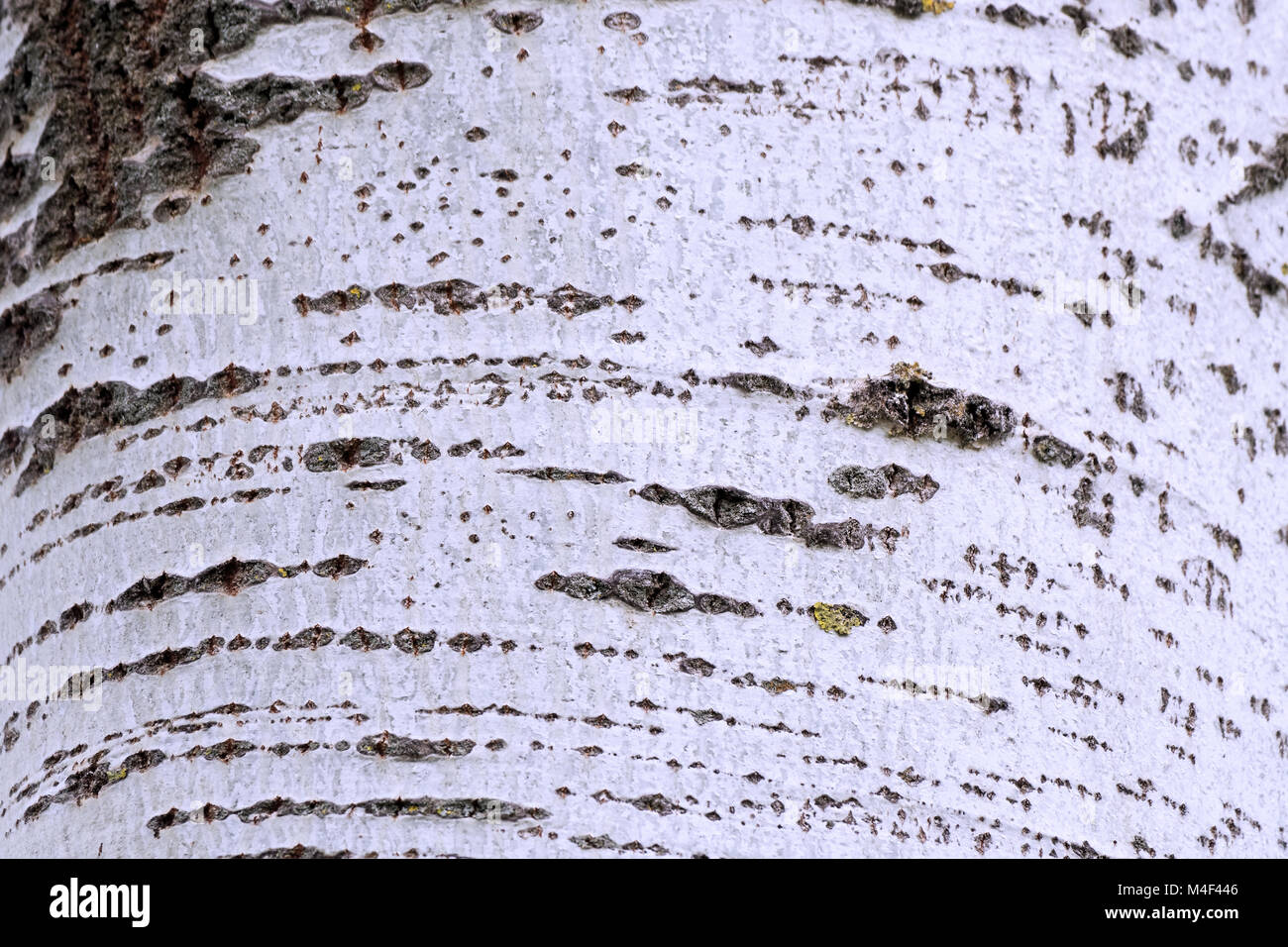 Birch tree root hi-res stock photography and images - Alamy