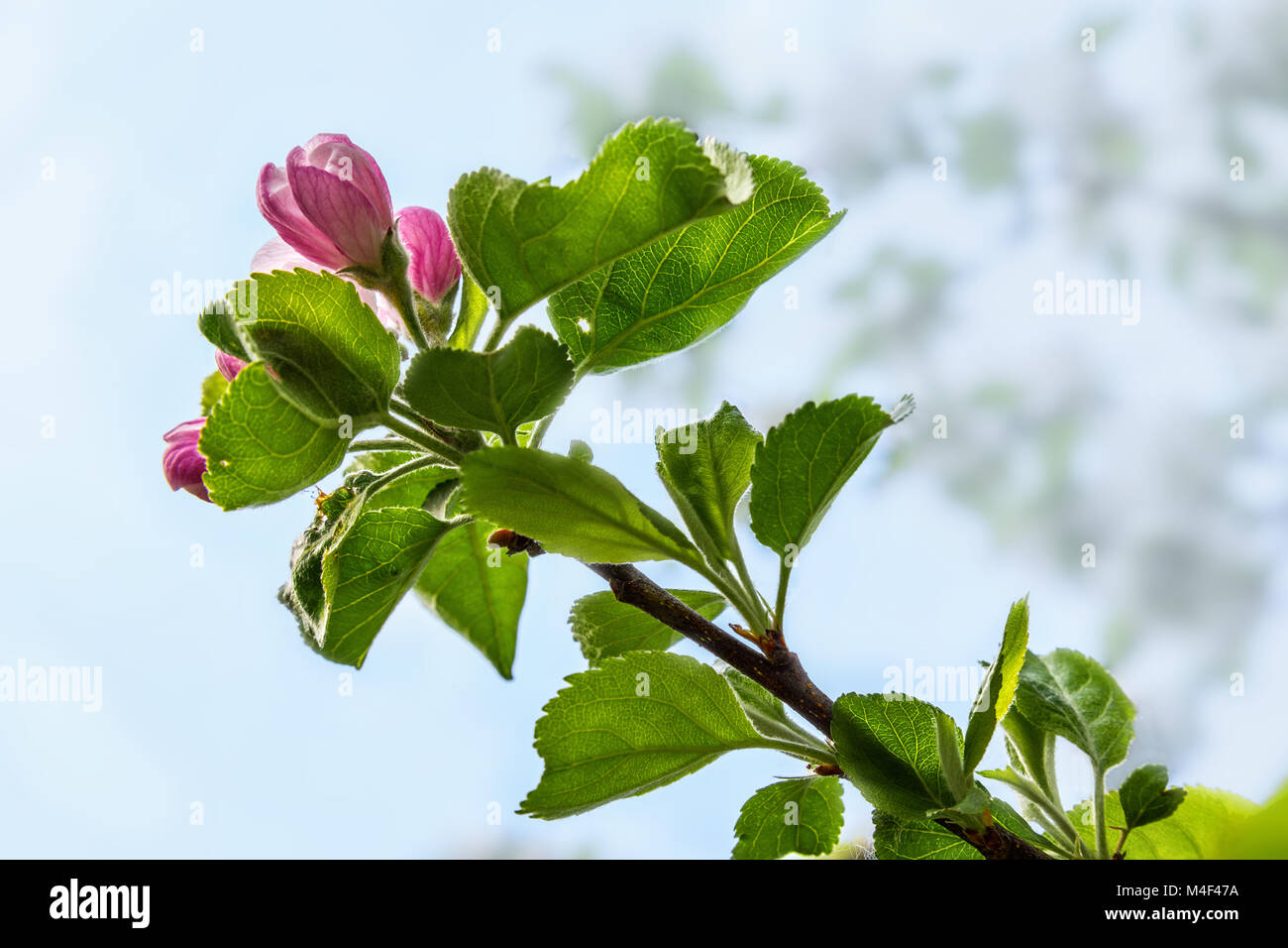 Pear Tree Buds High Resolution Stock Photography and Images - Alamy