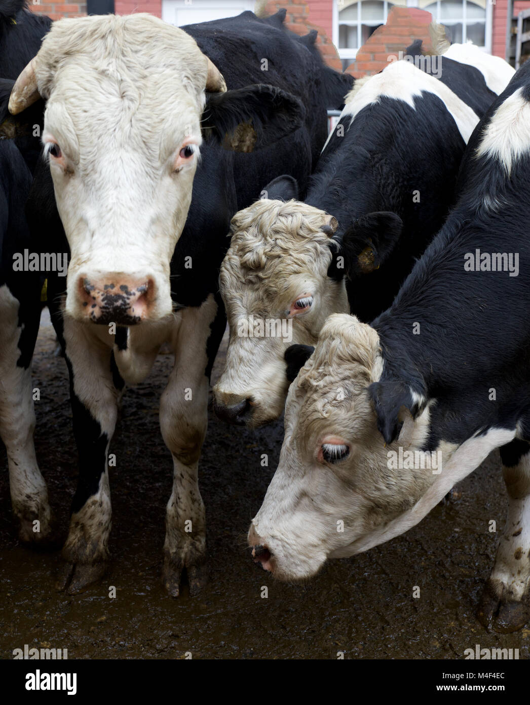 Farm cow in Ireland Stock Photo - Alamy