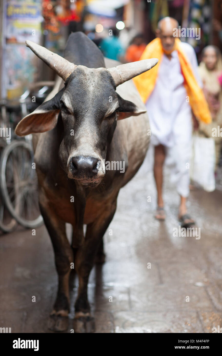 Sacred cow hi-res stock photography and images - Alamy