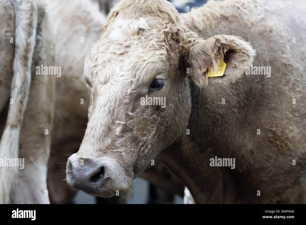 Farm cow in Ireland Stock Photo - Alamy