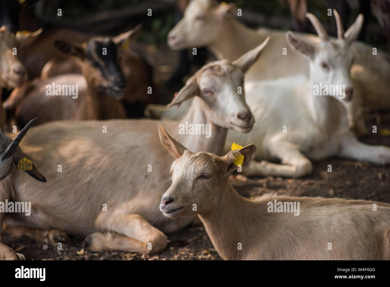 goat in farm Stock Photo - Alamy