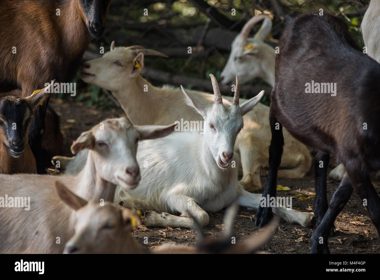 goat in farm Stock Photo - Alamy