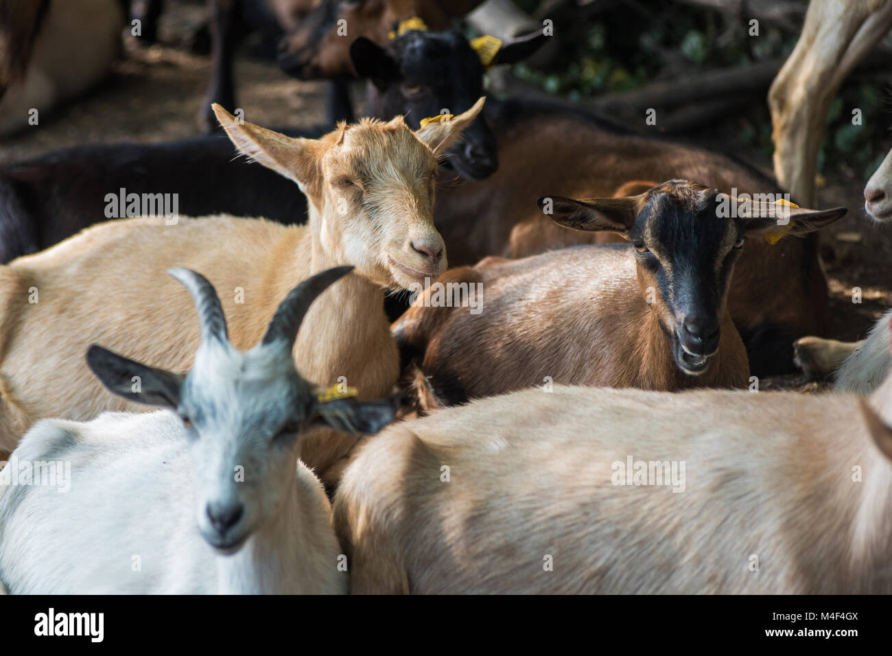 goat in farm Stock Photo - Alamy