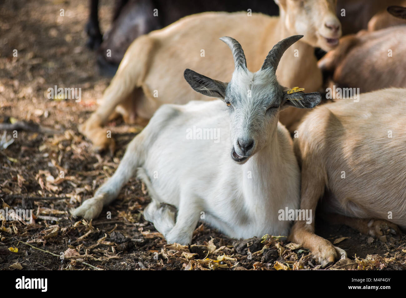 goat in farm Stock Photo - Alamy