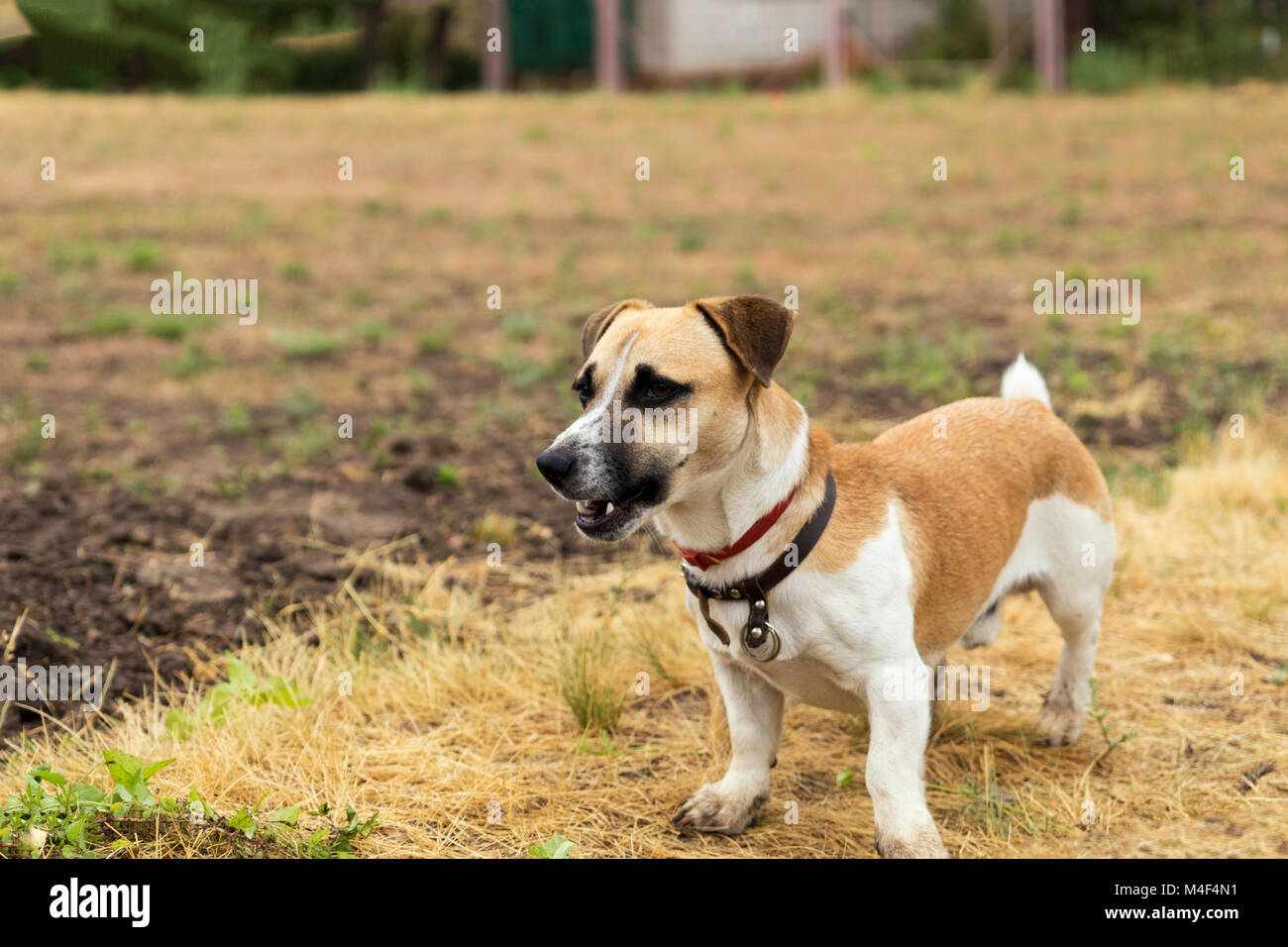 Yellowed lawn hi-res stock photography and images - Alamy