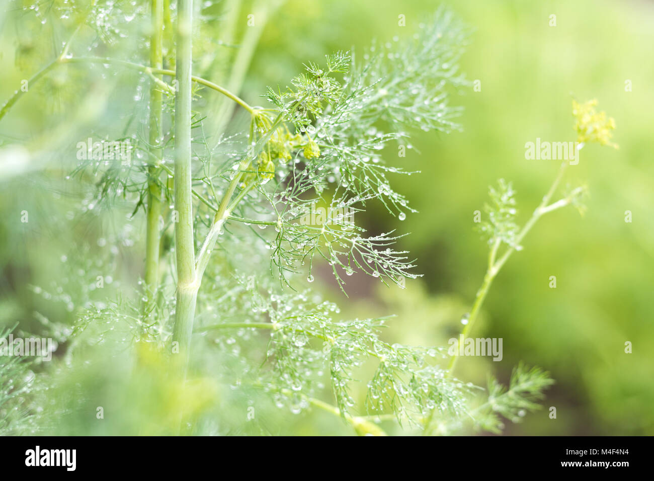 Dill with rain water drops Stock Photo - Alamy