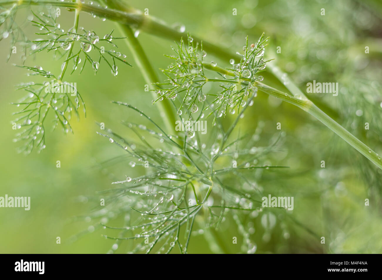 Dill with rain water drops Stock Photo - Alamy