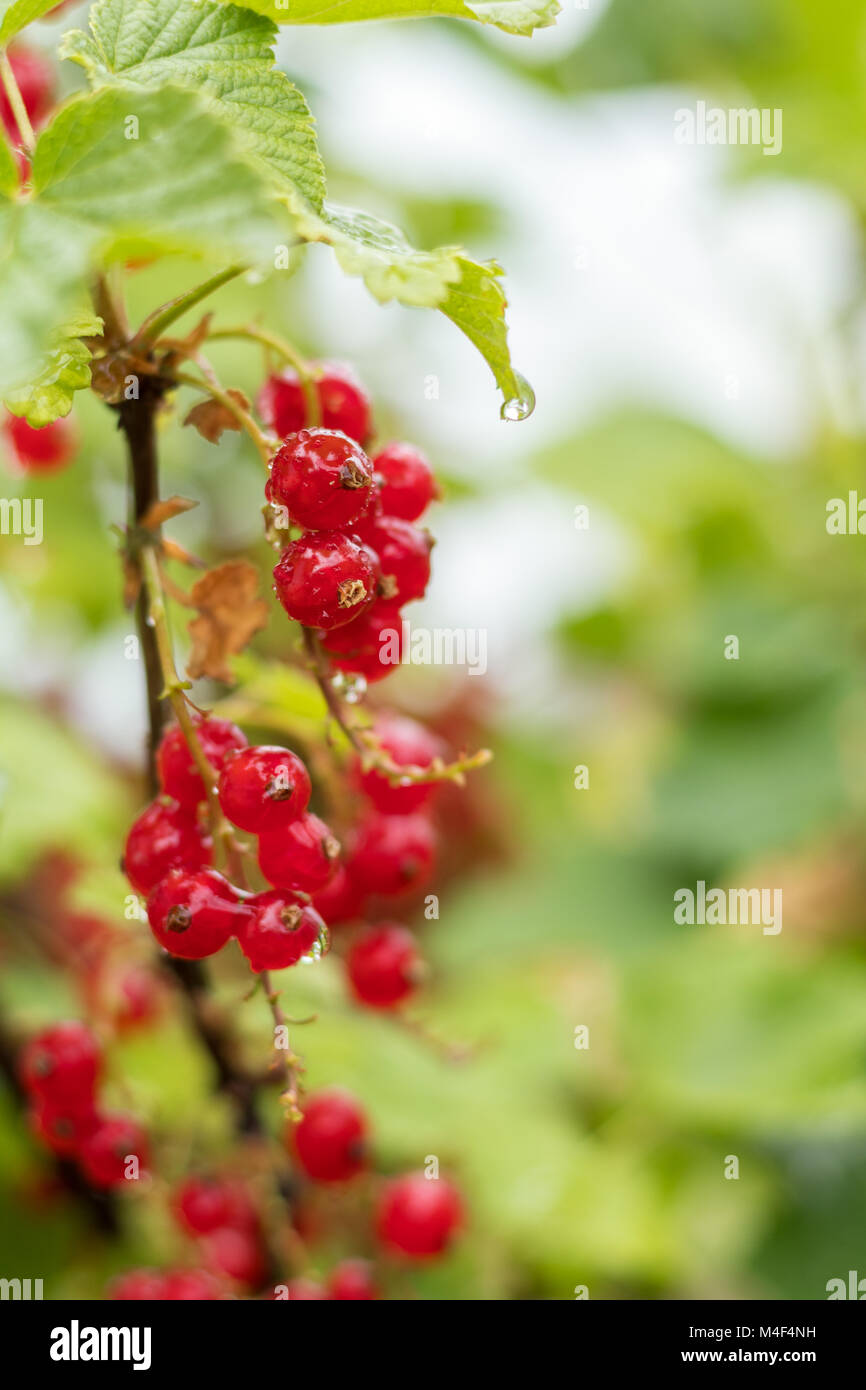 Garden red currant hi-res stock photography and images - Alamy