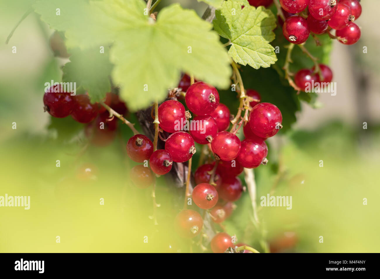Bush of red currant in a garden Stock Photo - Alamy