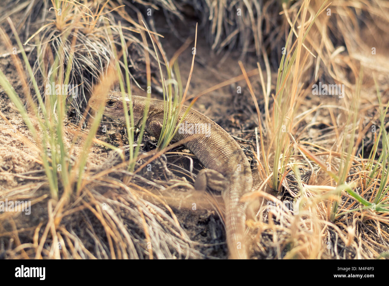 Yellow lizard in nature Stock Photo - Alamy