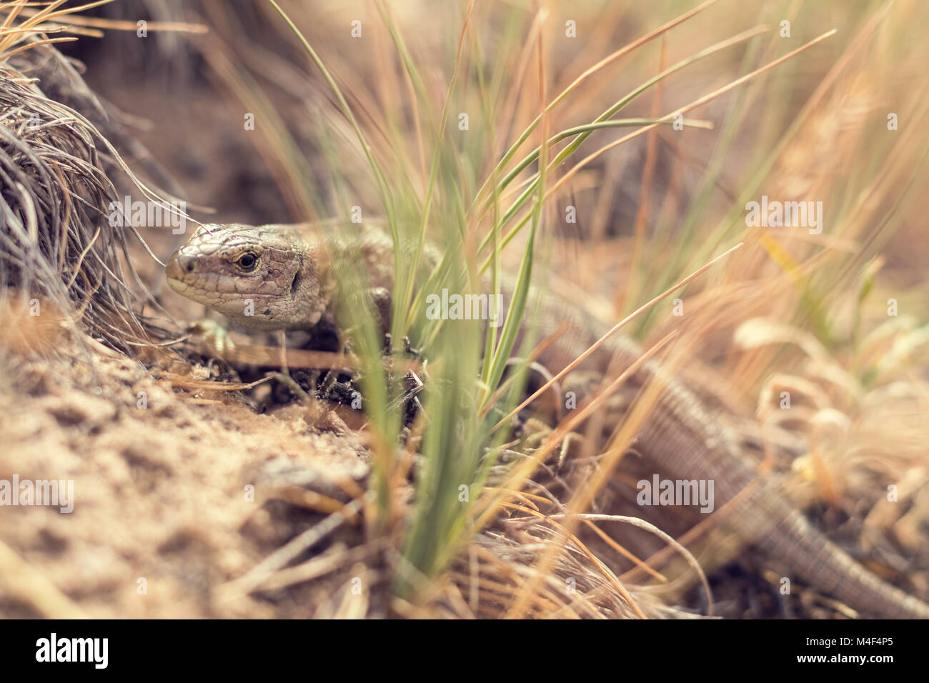 Yellow lizard in nature Stock Photo - Alamy
