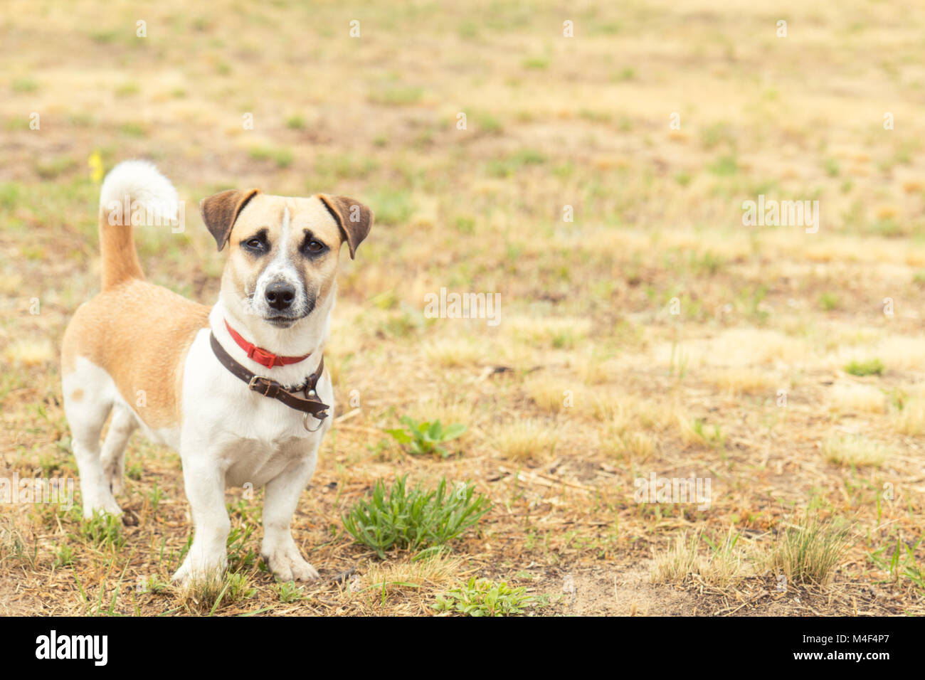 Yellowed lawn hi-res stock photography and images - Alamy