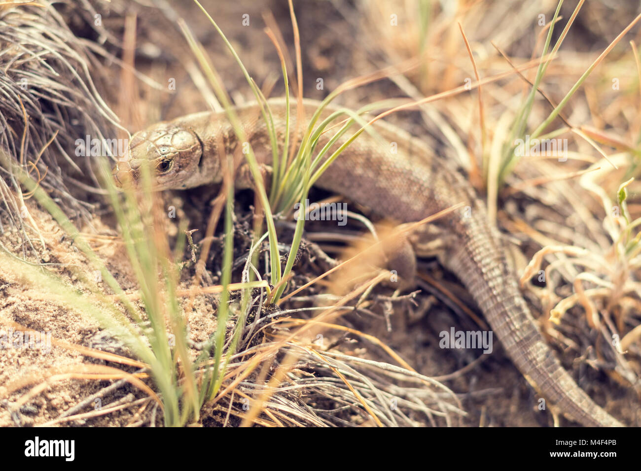 New species lizard hi-res stock photography and images - Alamy