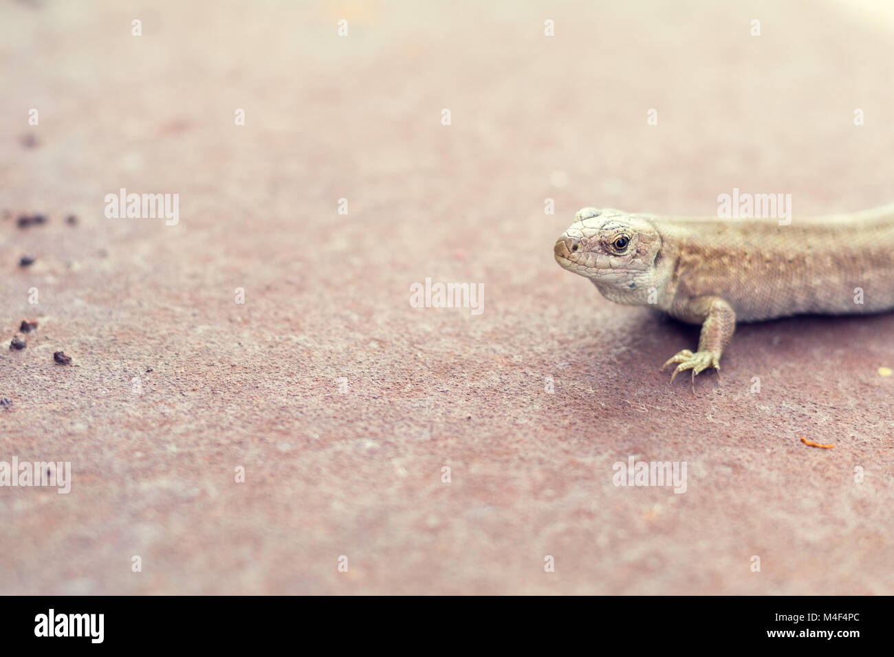 Yellow lizard in nature Stock Photo - Alamy
