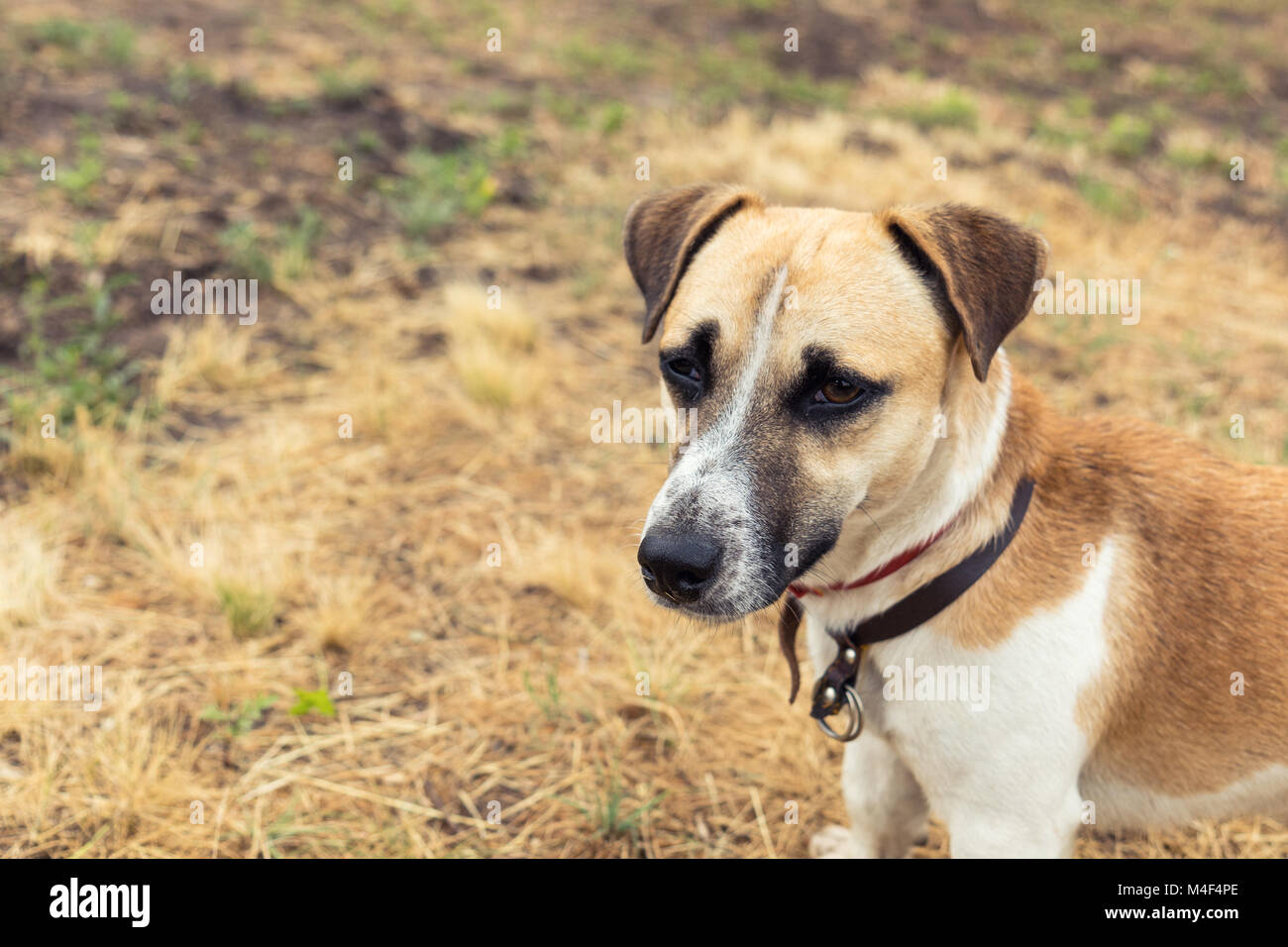 Red dog playing on the yellowed lawn Stock Photo - Alamy