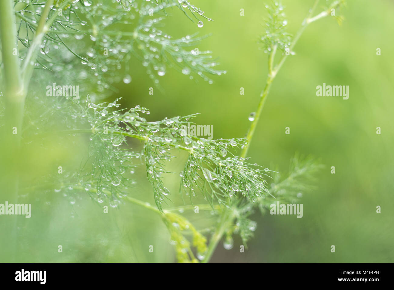 Dill with rain water drops Stock Photo - Alamy