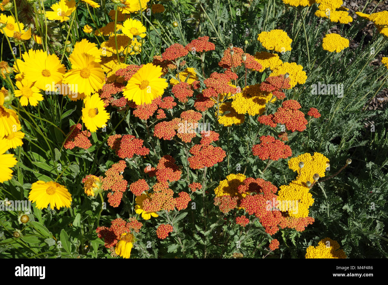 Achillea filipendula Feuerland, fernleaf yarrow Stock Photo - Alamy