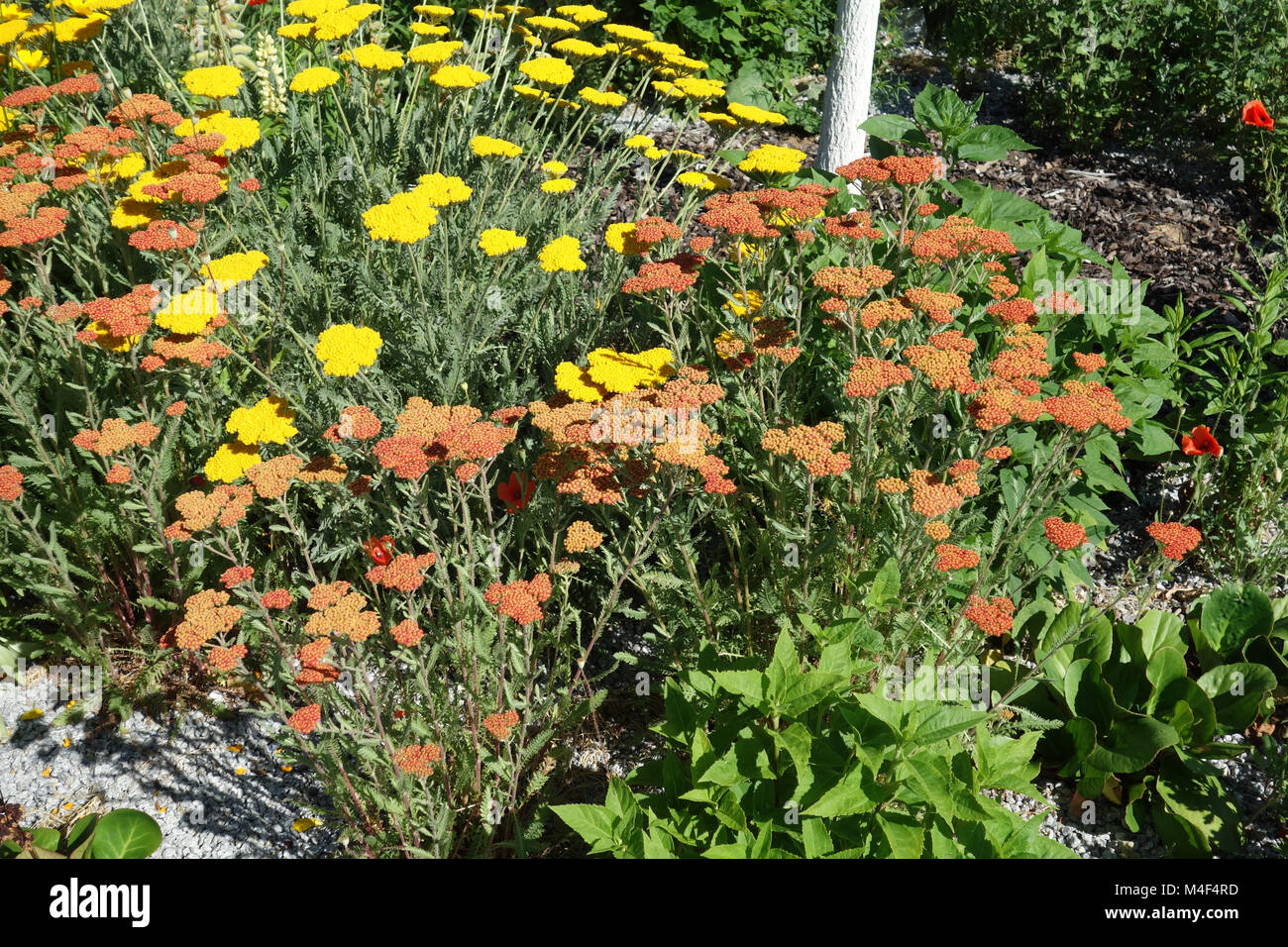 Achillea filipendula Feuerland, fernleaf yarrow Stock Photo - Alamy