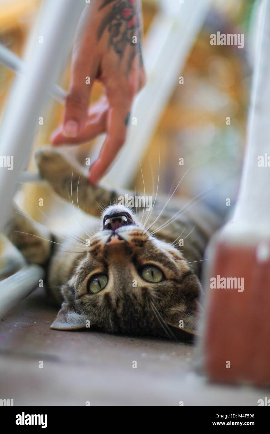 Tabby Cat Rolled Over Stock Photo - Alamy