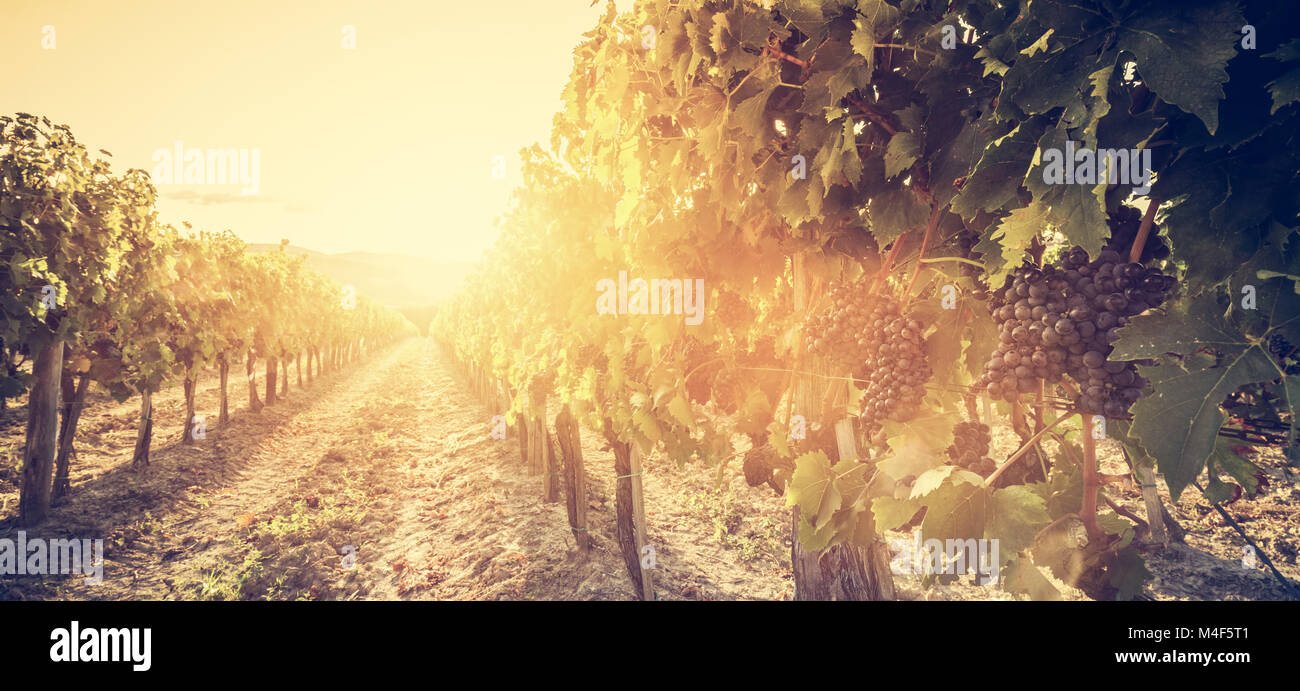 Wine italy vineyard hi-res stock photography and images - Alamy