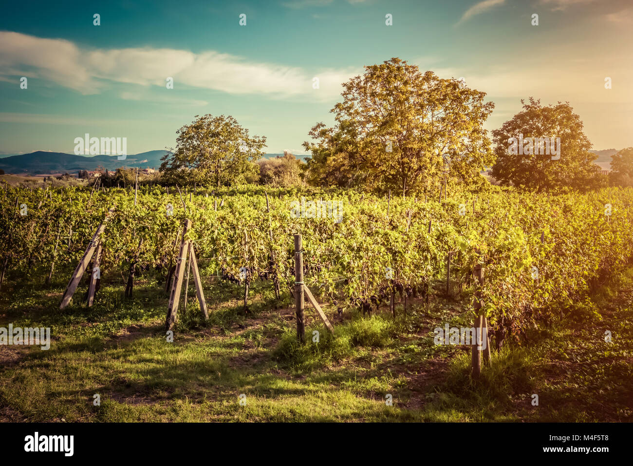 Vineyard in Tuscany, Italy. Wine farm at sunset. Vintage Stock Photo ...