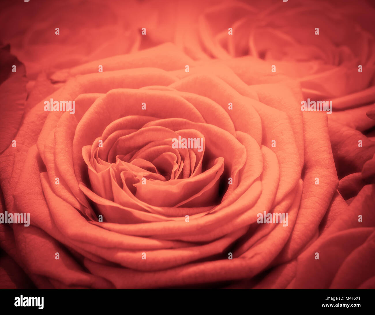 Red rose background. Romantic love greeting card Stock Photo - Alamy
