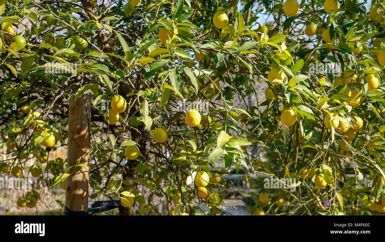 Limequat tree closeup 1 Stock Photo - Alamy