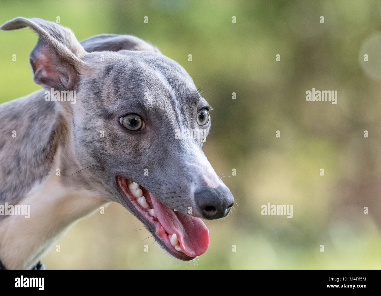 Whippet puppy hi-res stock photography and images - Alamy